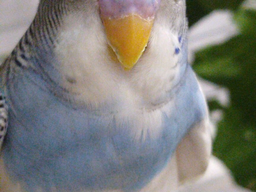 Волнистый попугай