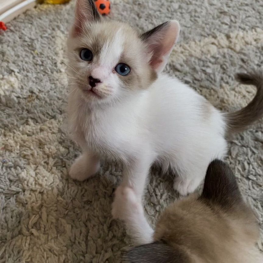 Котята сноу шу