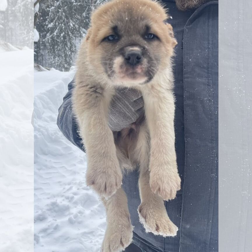 Среднеазиатская овчарка, щенок