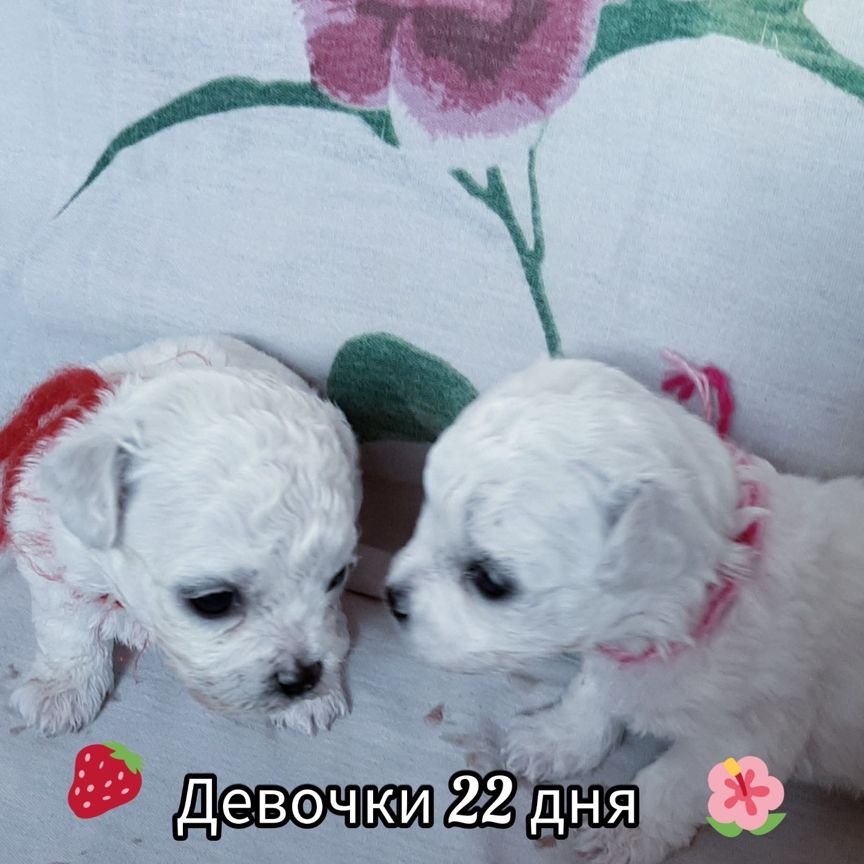 Бишон фризе куколки