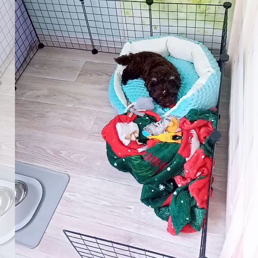 Вольер для щенков, котят в квартиру