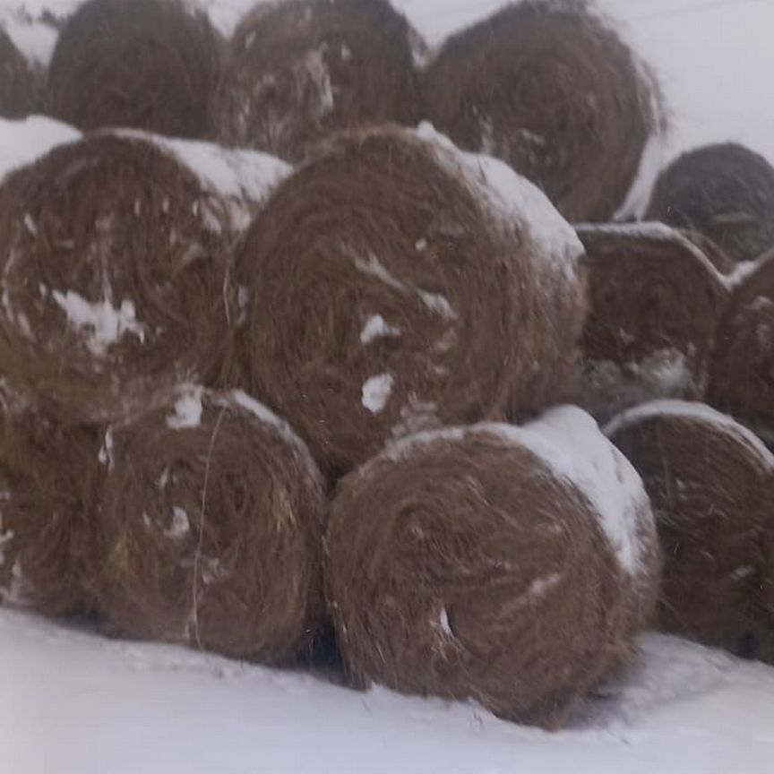 Продам сено в рулонах