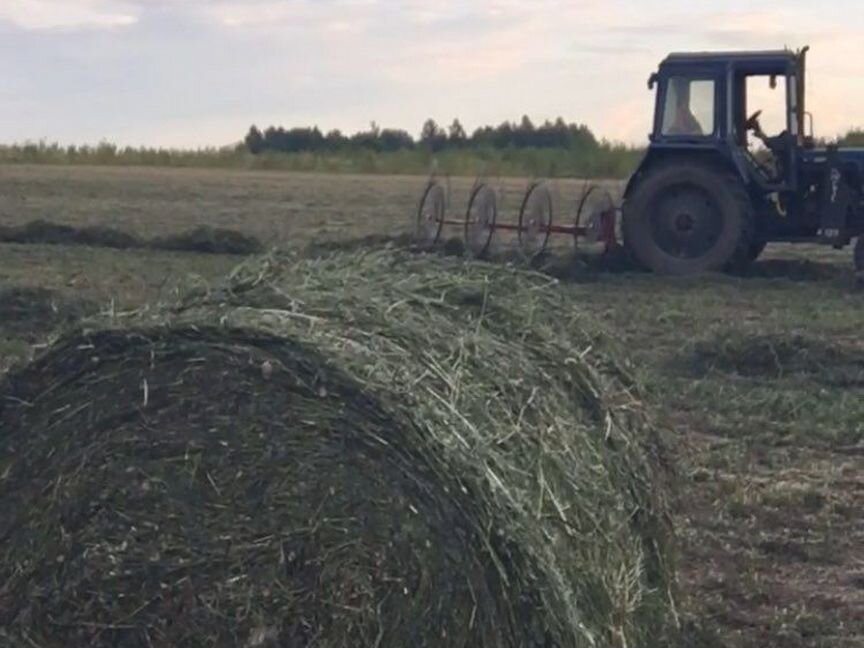 Сено в рулонах
