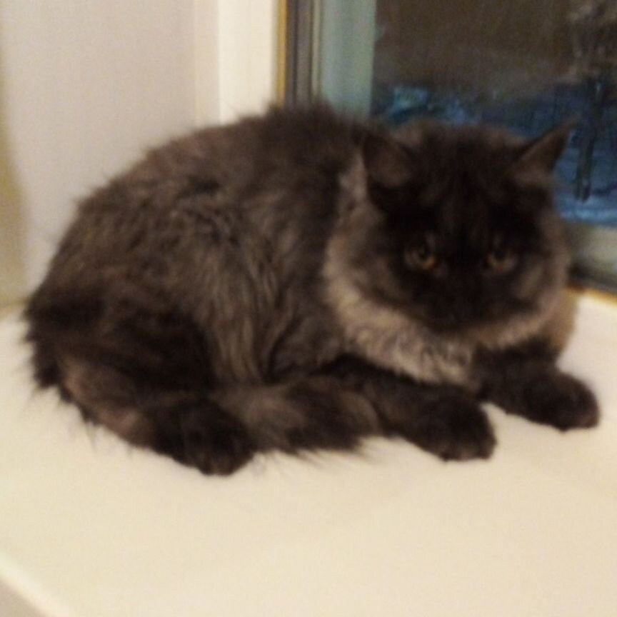 Сибирский котёнок