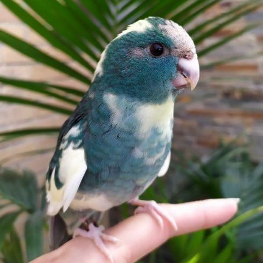 Попугай какарик ручной