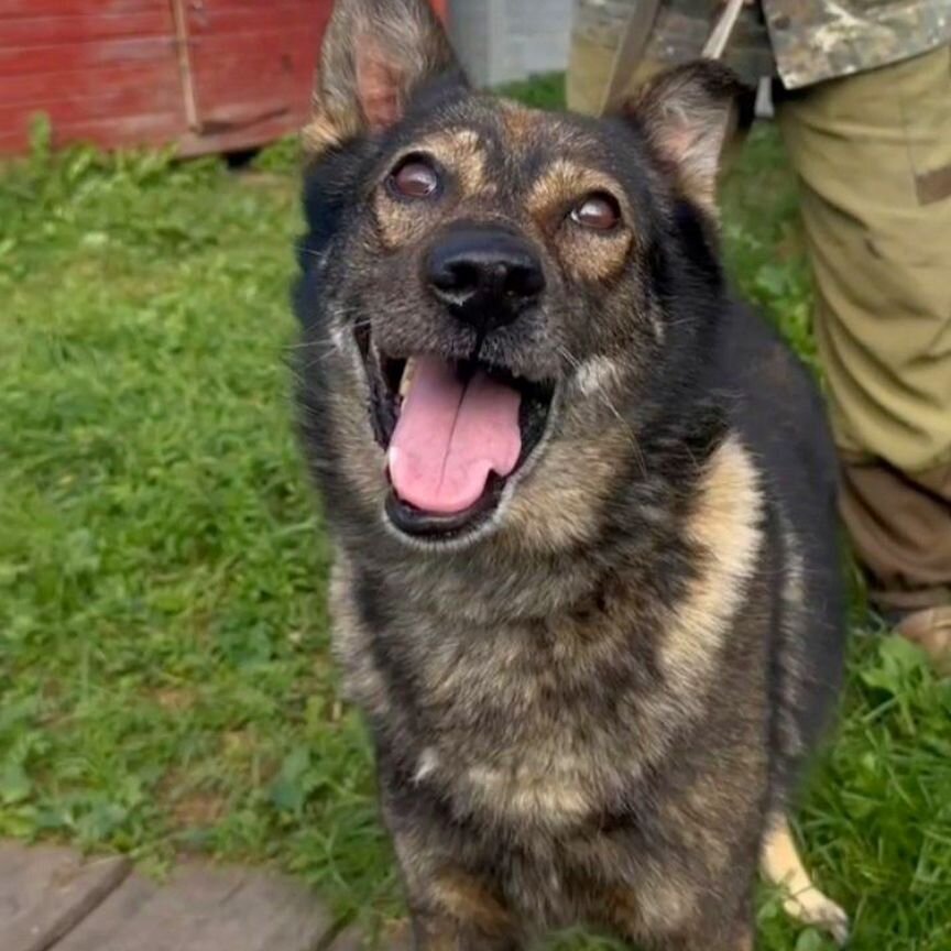 Лучший охранник в добрый дом