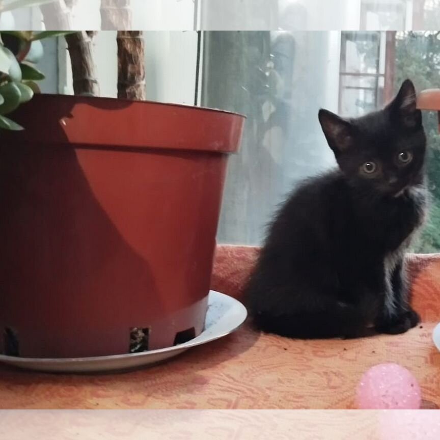 Черный котик 2 месяца