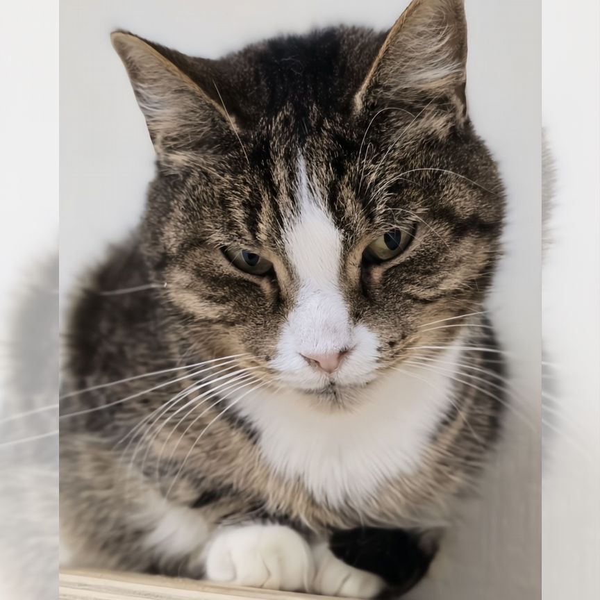 Европейская короткошёрстная кошка, взрослая