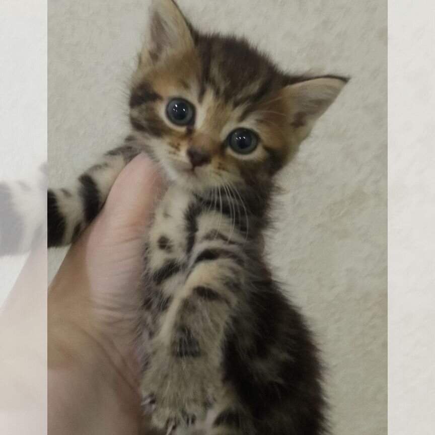 Шотландский прямоухий короткошёрстный котёнок
