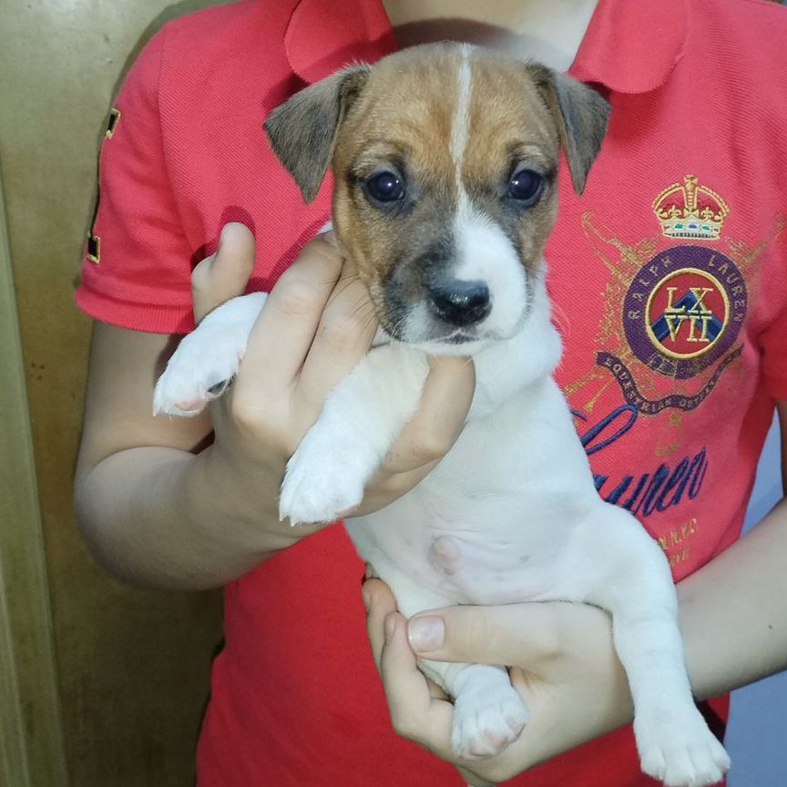 Джек-рассел-терьер, щенок