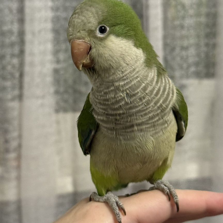 Попугай монах ручной