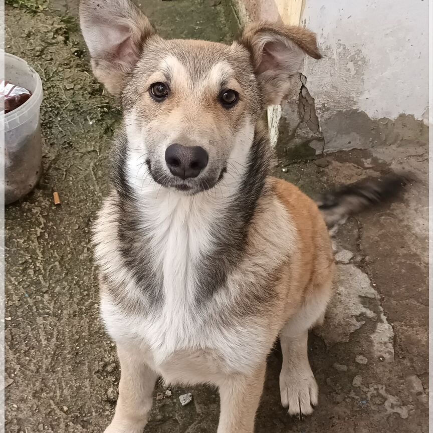 Щенок в добрые руки