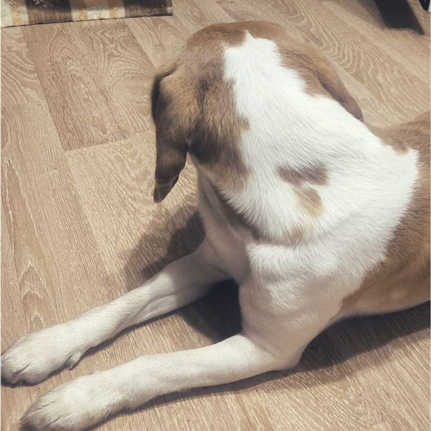 Вязка Бигль