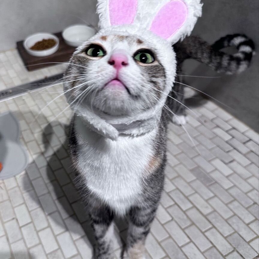 Кошка Алиса в добрые руки