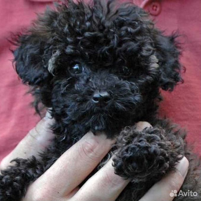 Щеночки мальтипу f1 мини