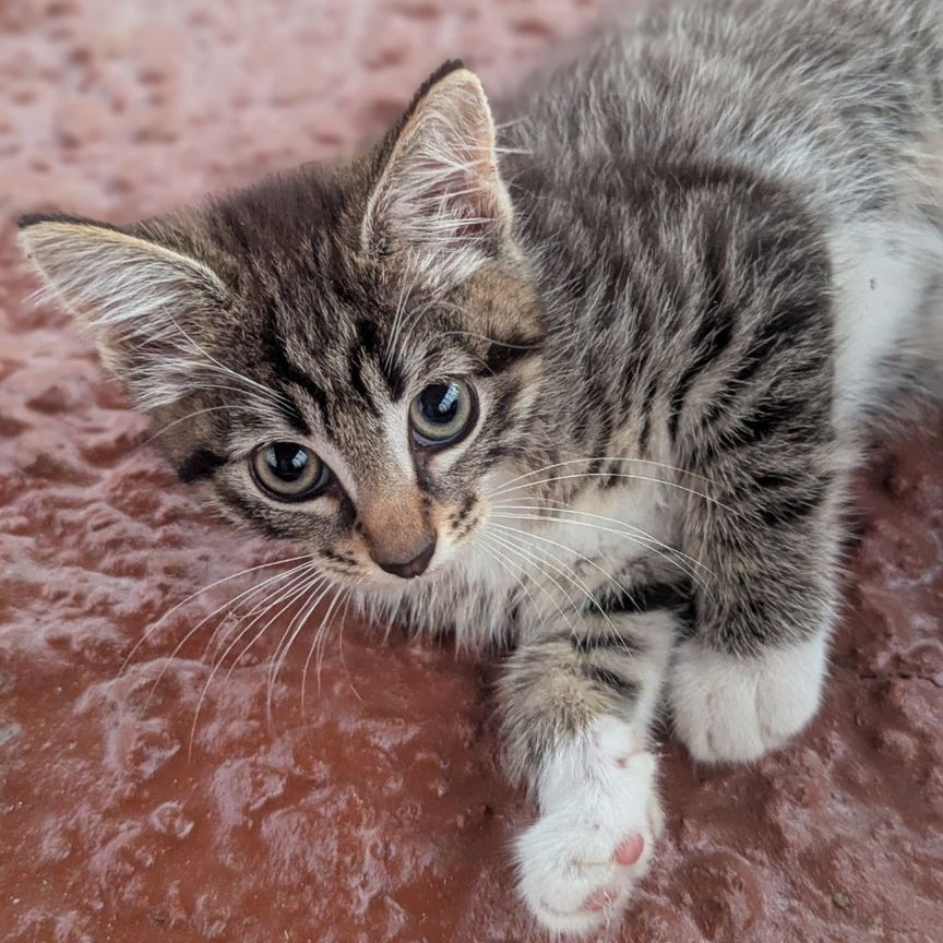Котёнок в добрые руки
