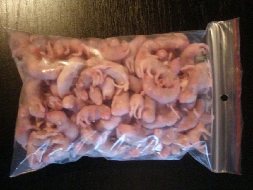 Корм для рептилий