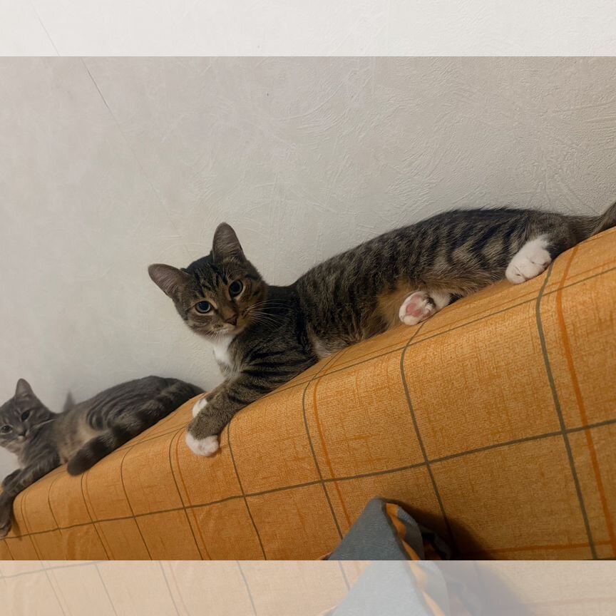 Взрослый кот в добрые руки