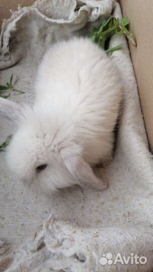 Декор мини вислоухие бараны