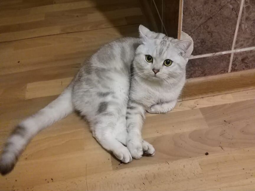 Вязка с шотландским красавчиком