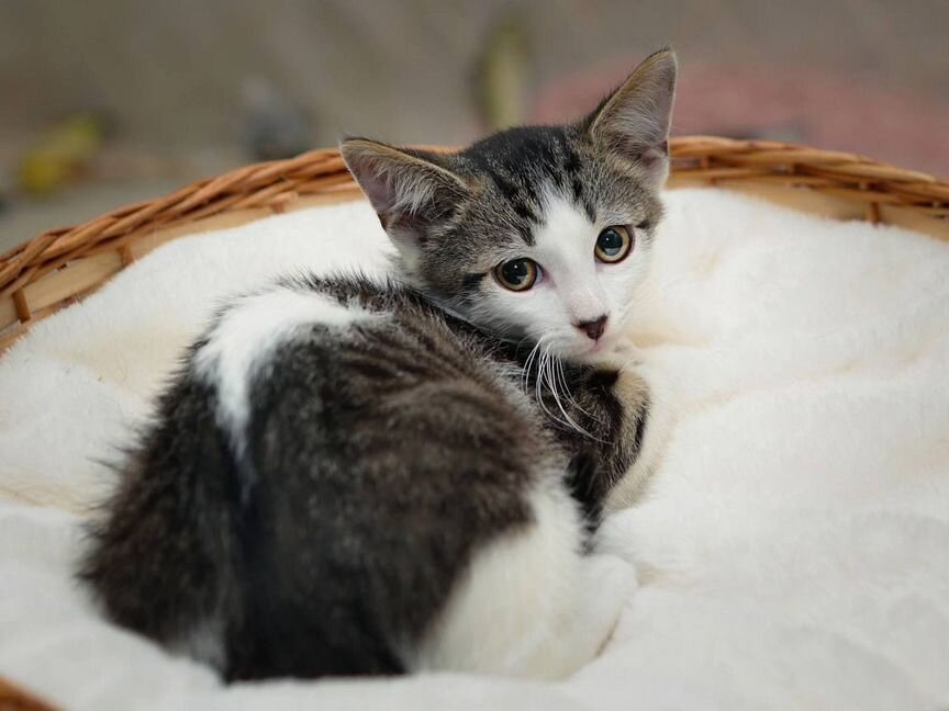 Котеток мальчик бесплатно в добрые руки