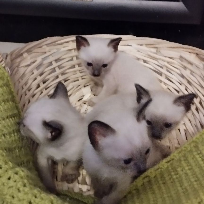 Тайские котята