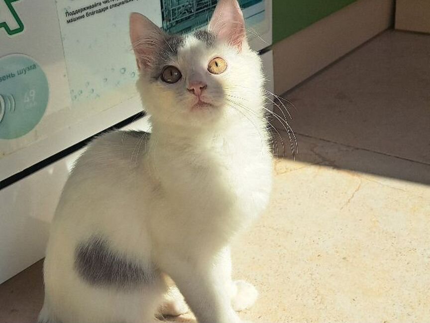 Мурлакотамыч или Мурчелло