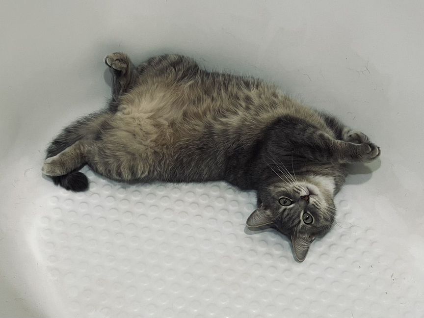 Коты бесплатно