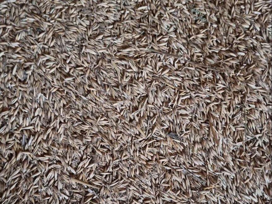 Гречиха, Кормовой овёс на корм/посев