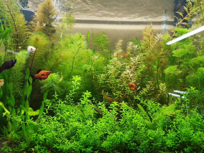 Аквариумные растения