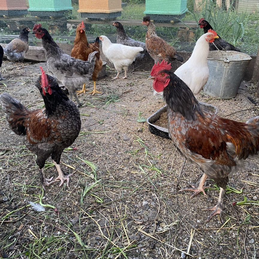 Молодые петухи