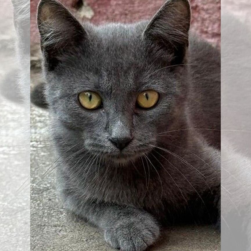 Котик Мерсик