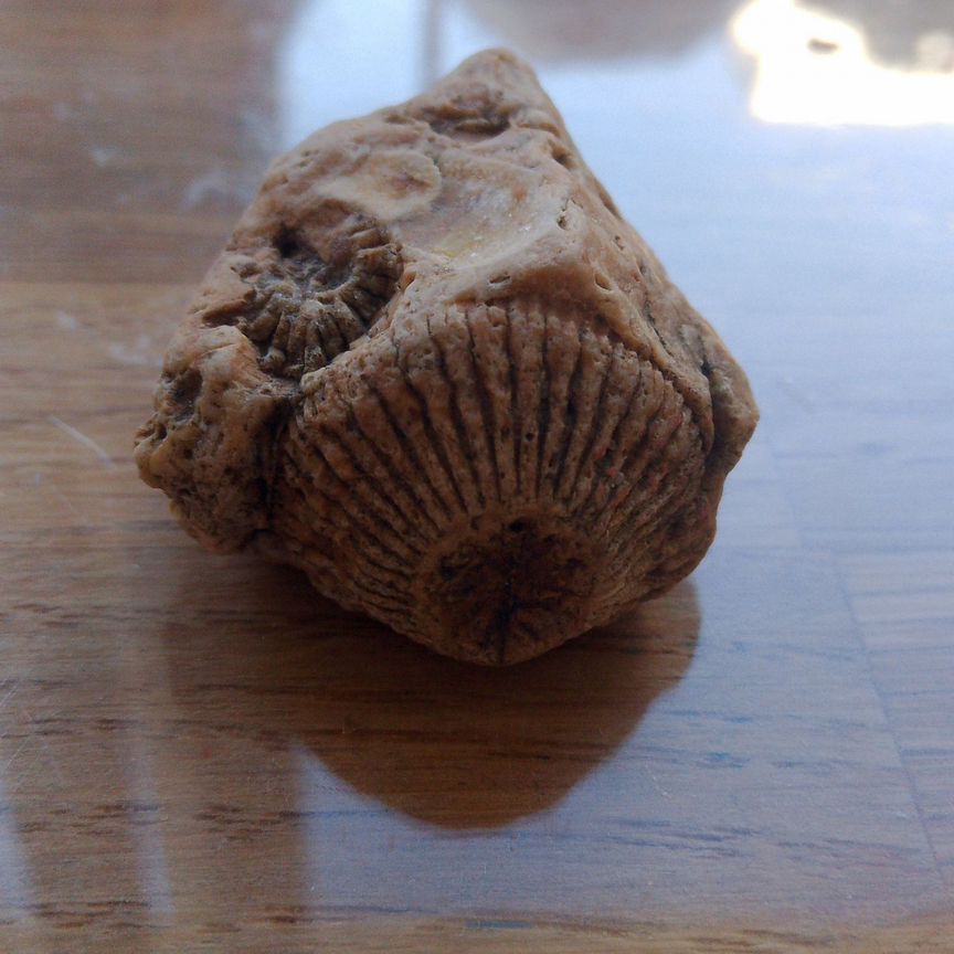 Окаменевшие моллюски