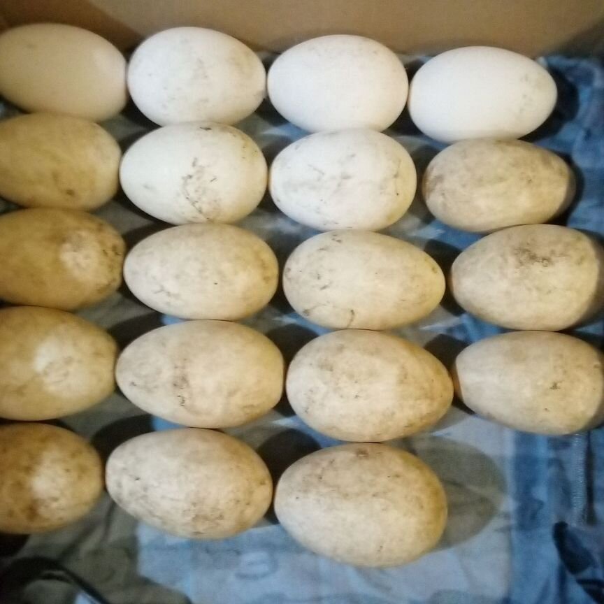 Яйцо гусиное