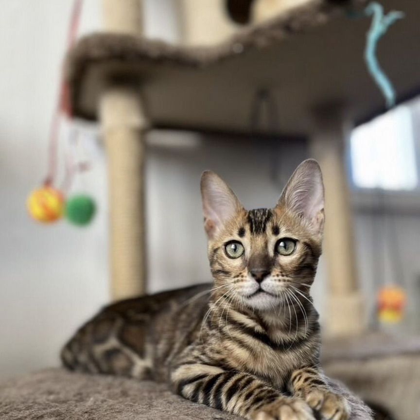 Бенгальская кошка