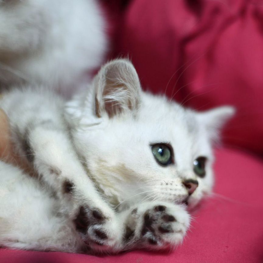 Шотландские вислоухие котята
