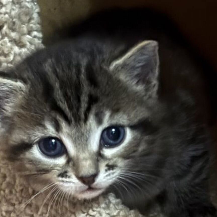 Сиамский котёнок