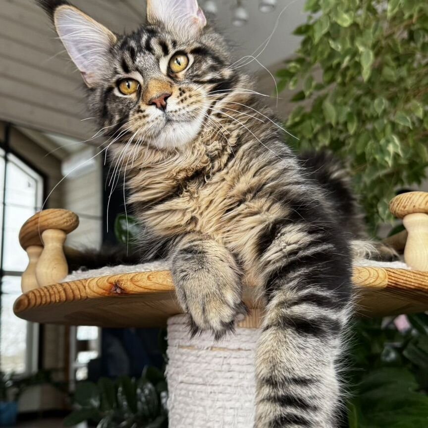 Котенок мейн кун