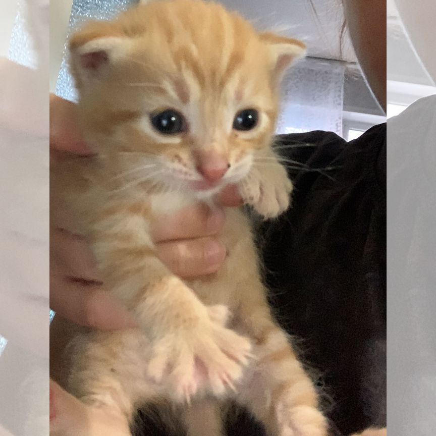 Котята в добрые руки бесплатно