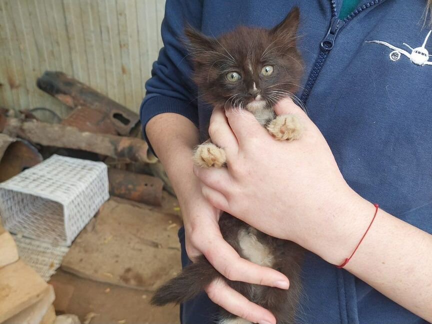 Котятам нужны помощь и дом