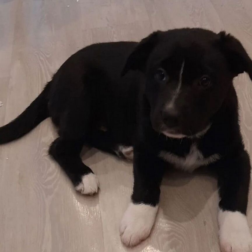 Щенок в добрые руки