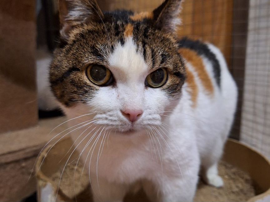 Кошке 13 лет, вся жизнь надежда стать домашней