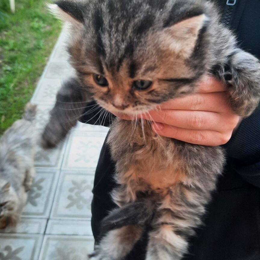 Котята в добрые руки бесплатно