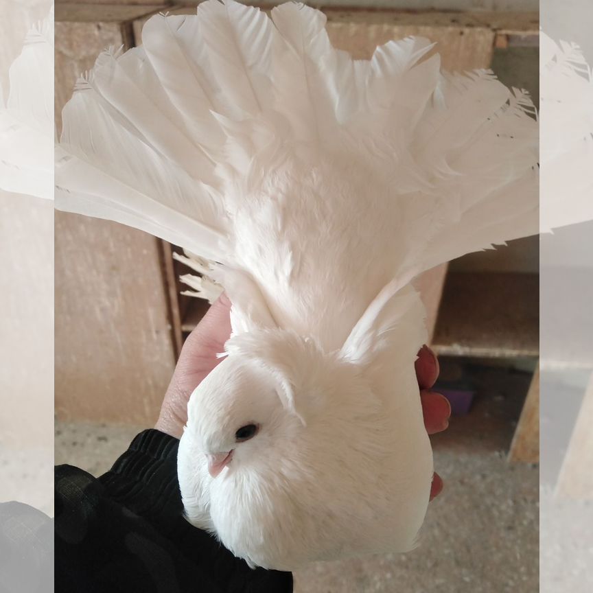 Омские статные голуби продам