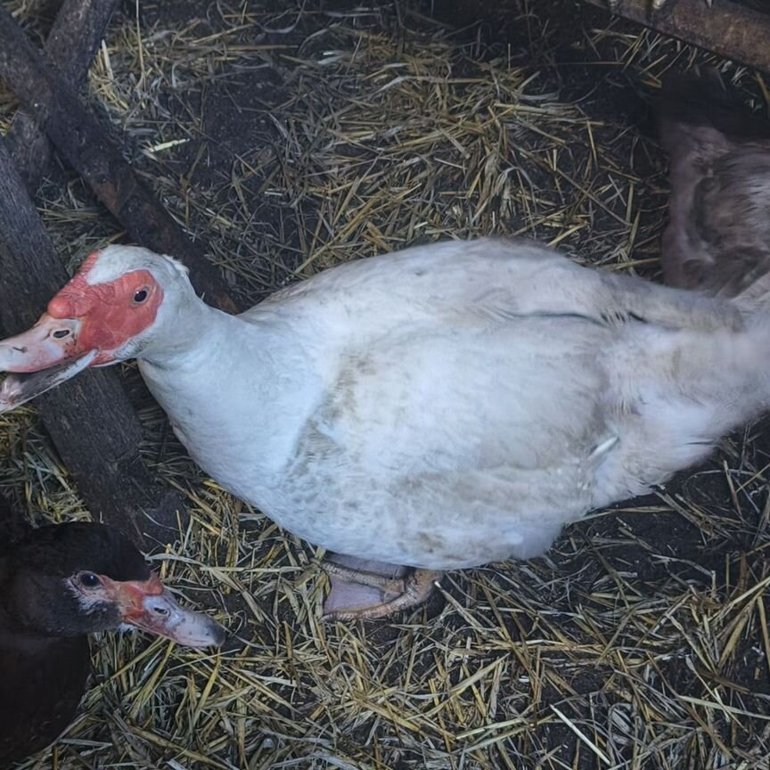 Индоутки французские