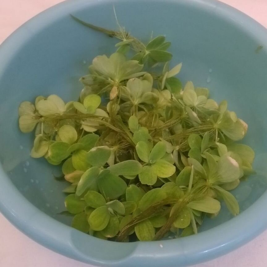 Аквариумные растения прополка