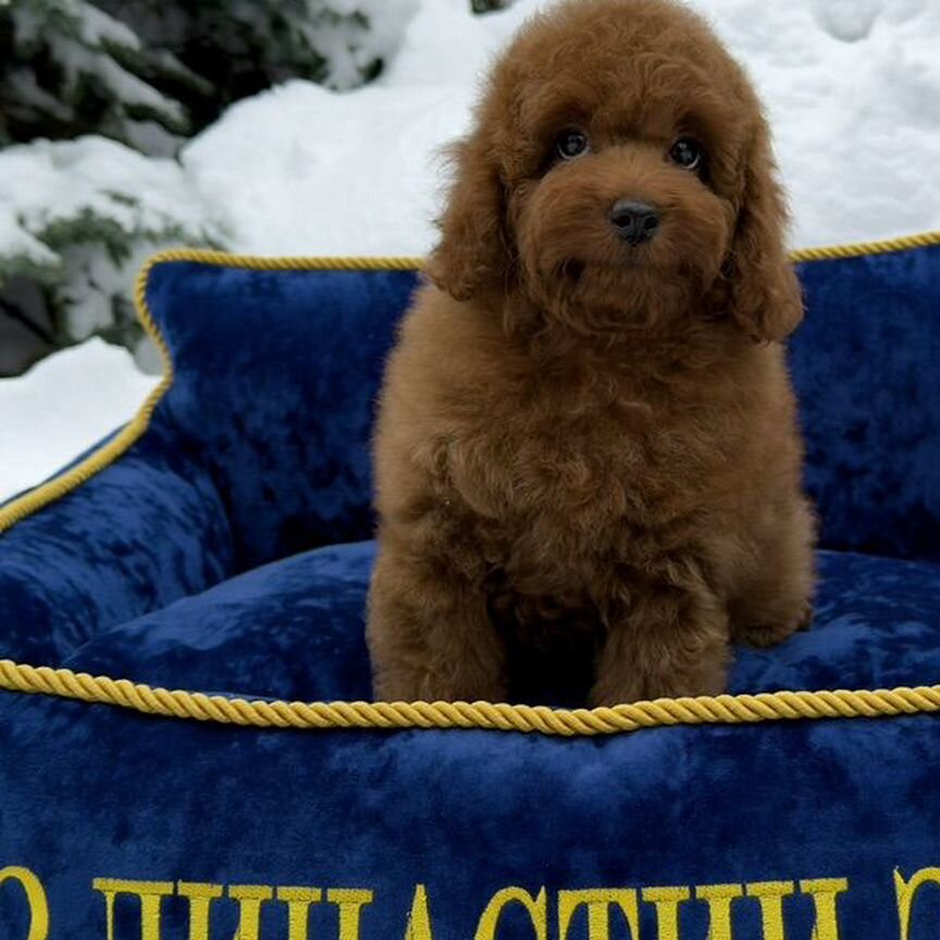 Той-пудель, щенок