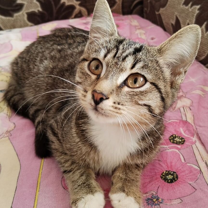 Найден котенок