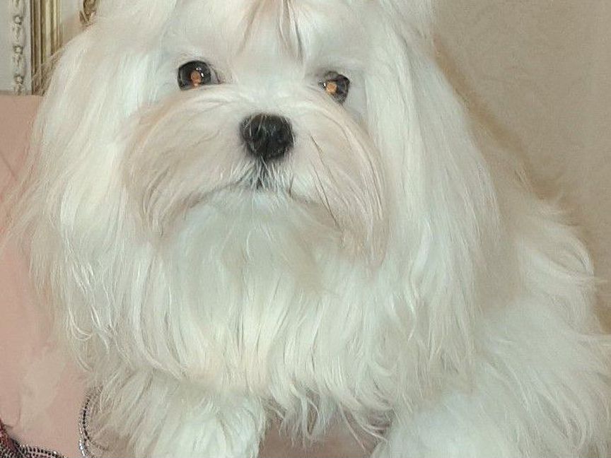 Мальтийская болонка вязка