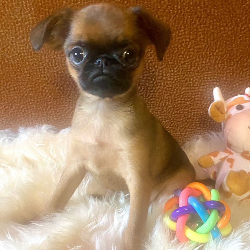 Пти-брабансон, щенок